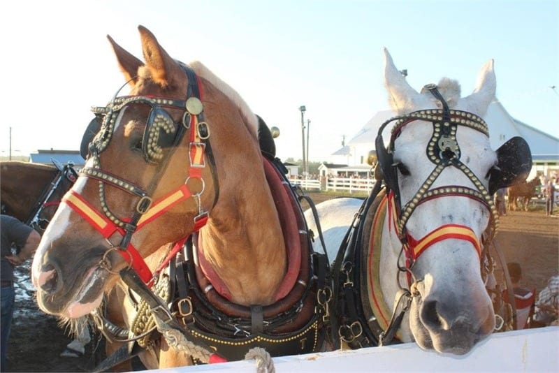 Napan Agricultural Show Under Way - Giver on the River