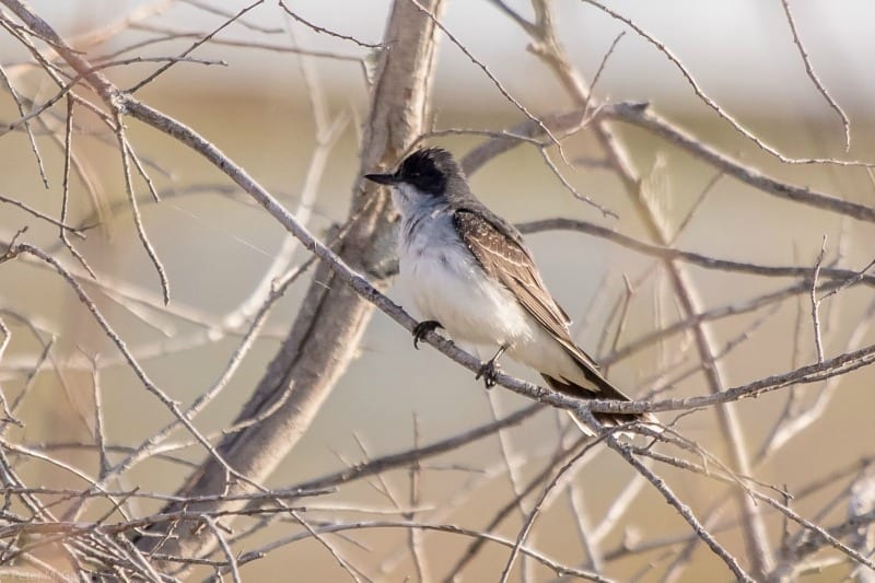Spring Birds at Miramichi Marsh - Giver on the River